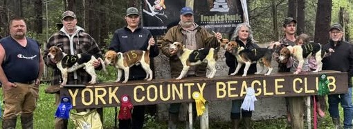 York County Beagle Club May 17 - 18, 2025 - Canadian Beagler